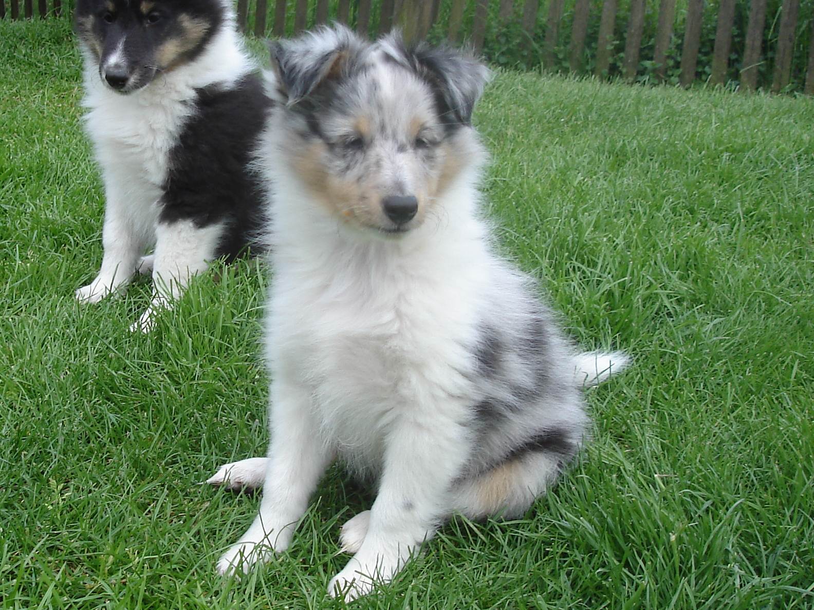 Shetlandsheepdog of Magic World (Sheltie)